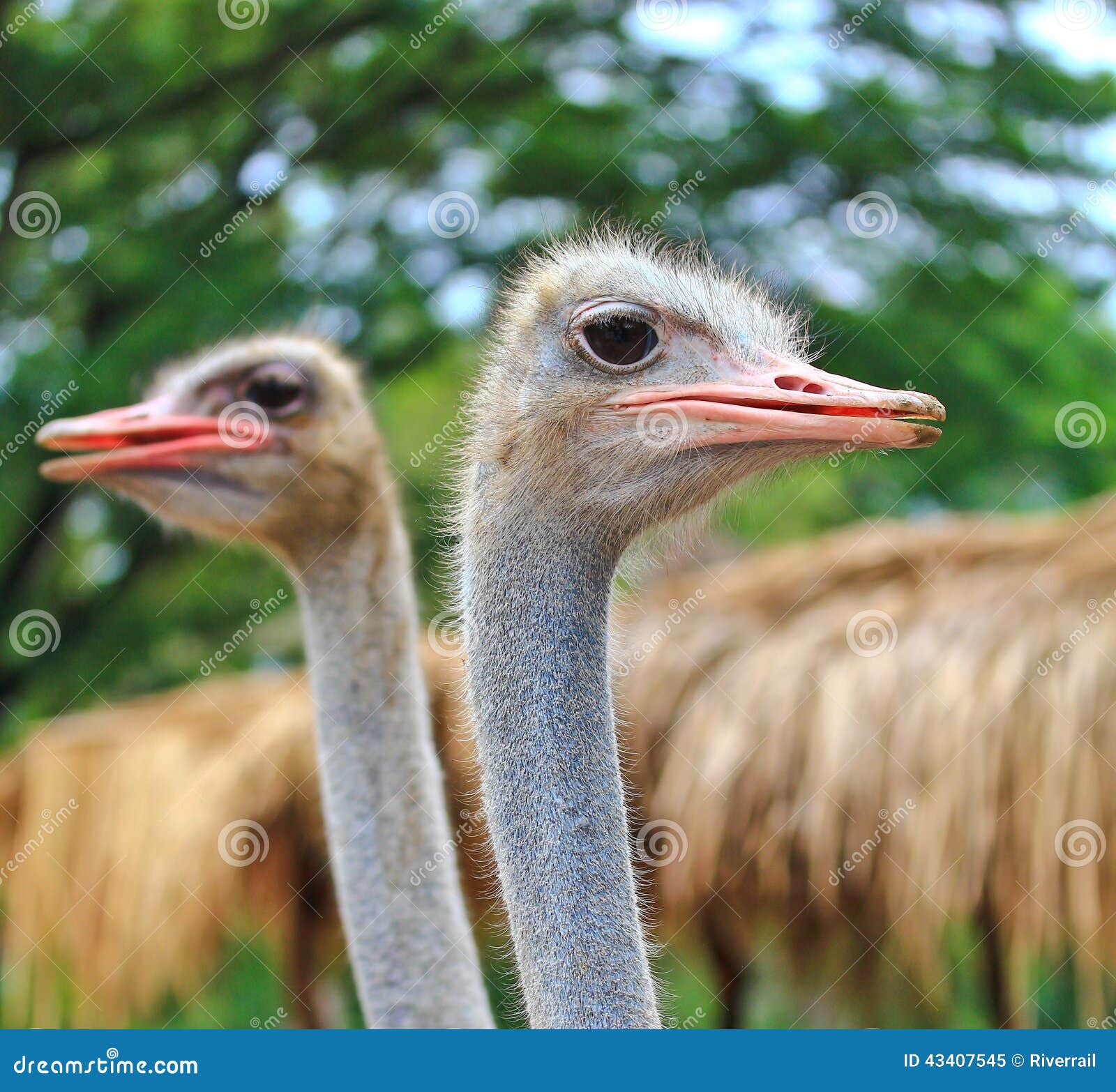 Ostrich stock image. Image of fauna, curious, flightless - 43407545