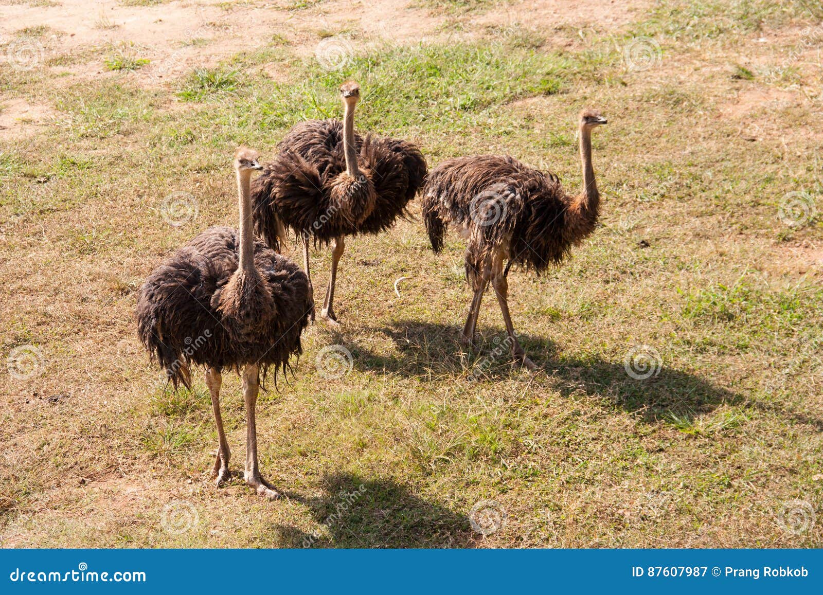 Ostrich stock image. Image of flightless, fauna, herbivore - 87607987