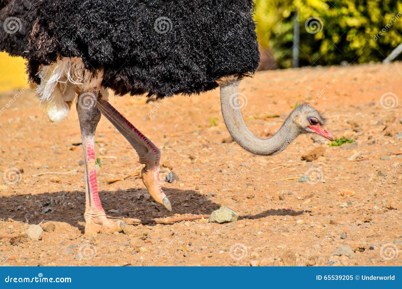 Ostrich Bird stock image. Image of nature, digging, isolated - 65539205