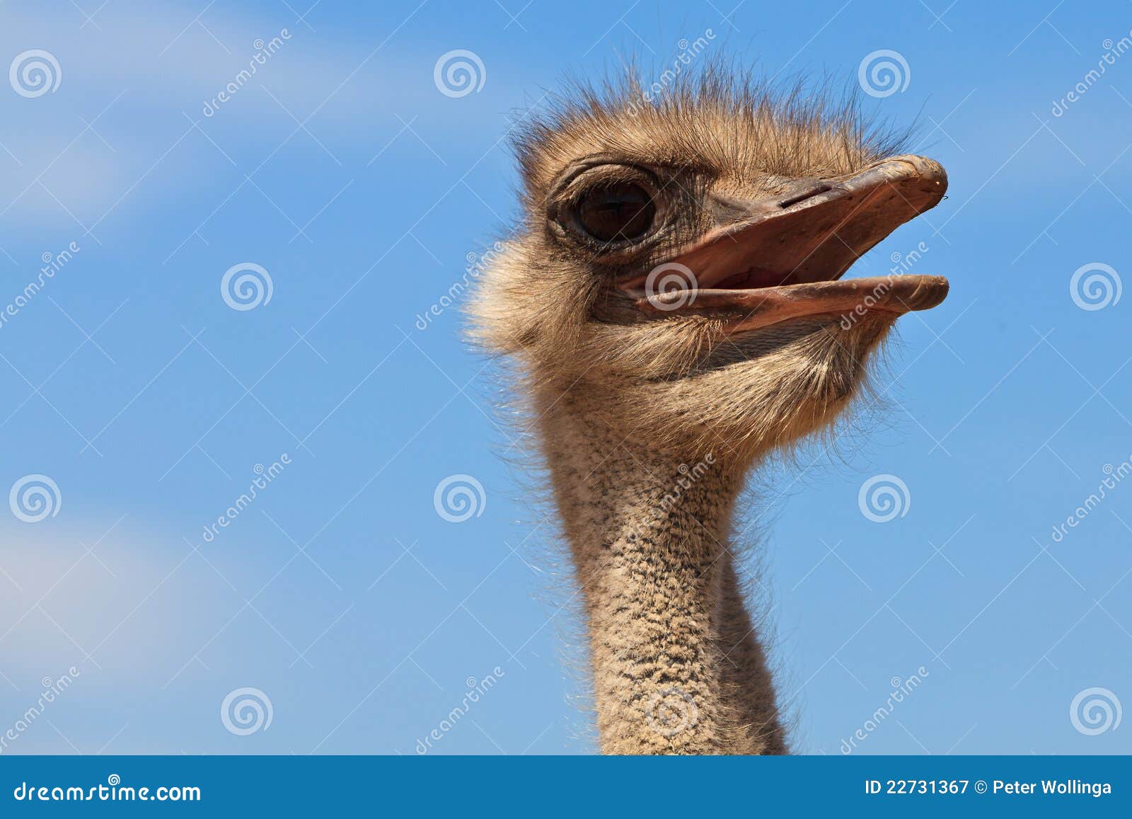 Ostrich Bird Head And Neck Front Portrait In The Park , Closeup Ostrich ...