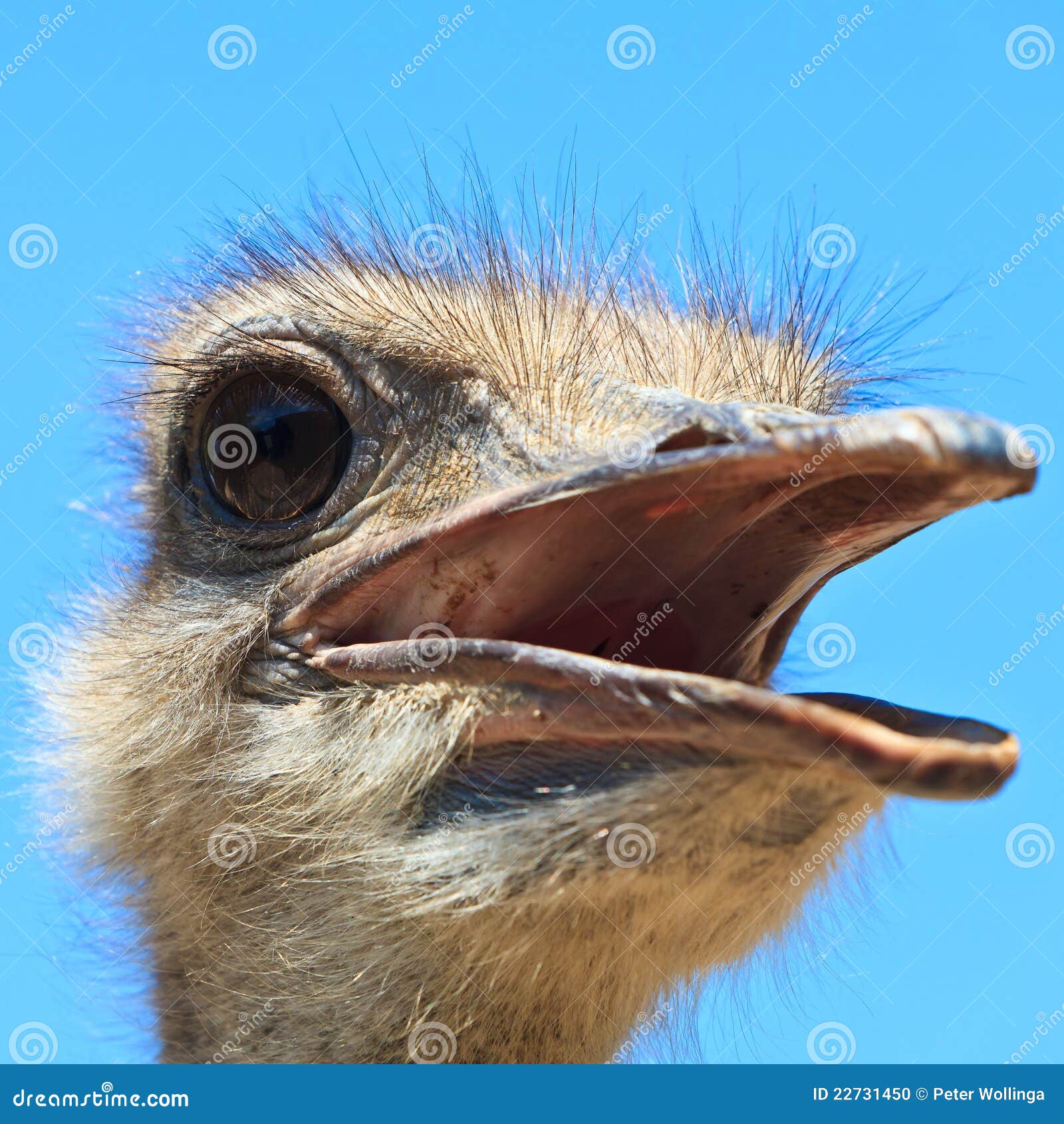 Ostrich bird in closeup stock photo. Image of face, background - 22731450