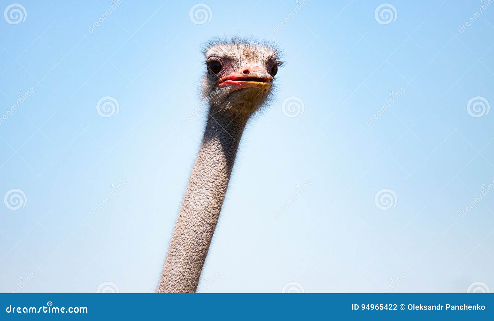 Ostrich Bird Head and Neck Front Portrait in the Farm Stock Photo ...