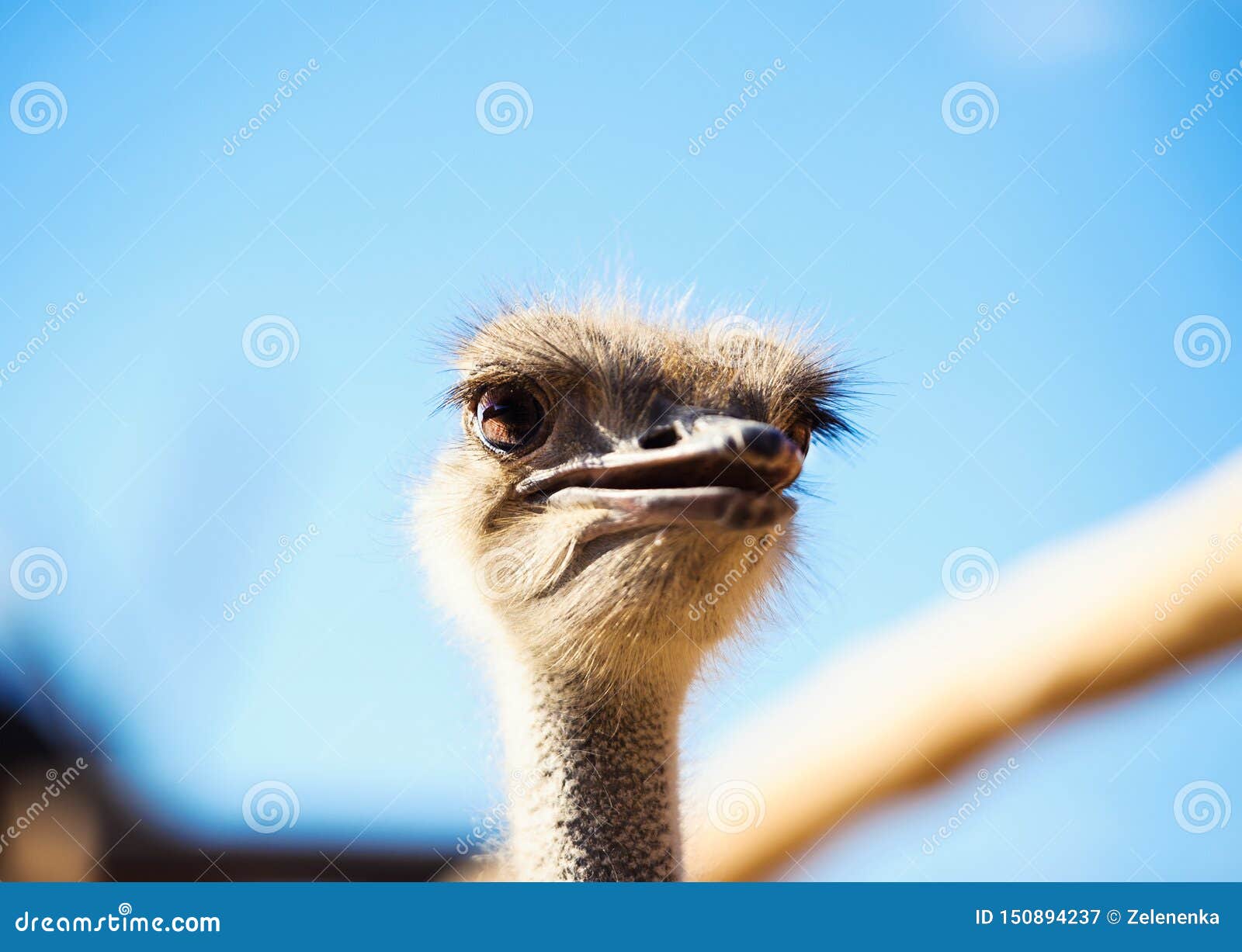 Ostrich Bird Head and Neck Front Portrait in the Park Stock Image ...