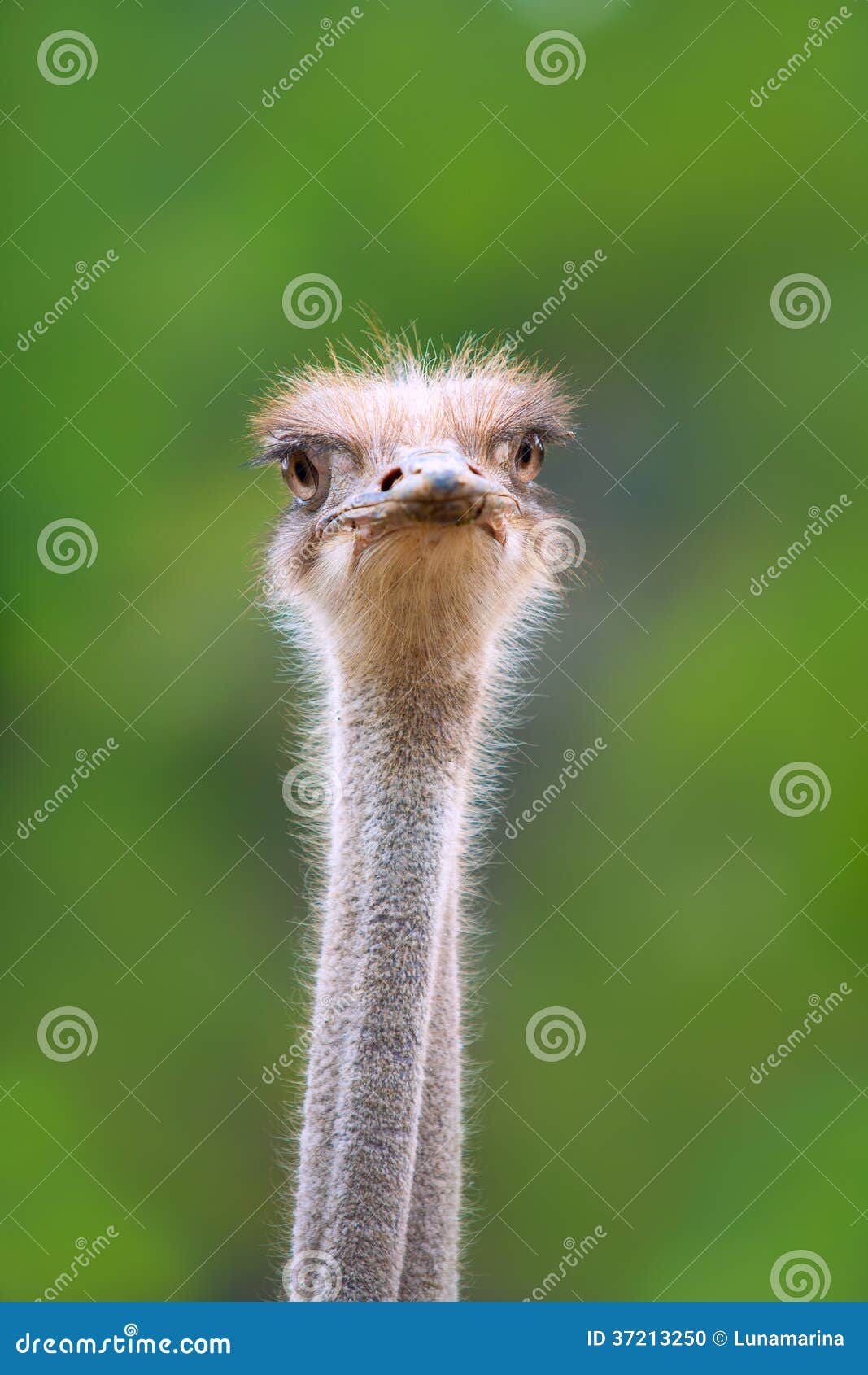Ostrich Bird Head and Neck Front Portrait Stock Photo - Image of ...