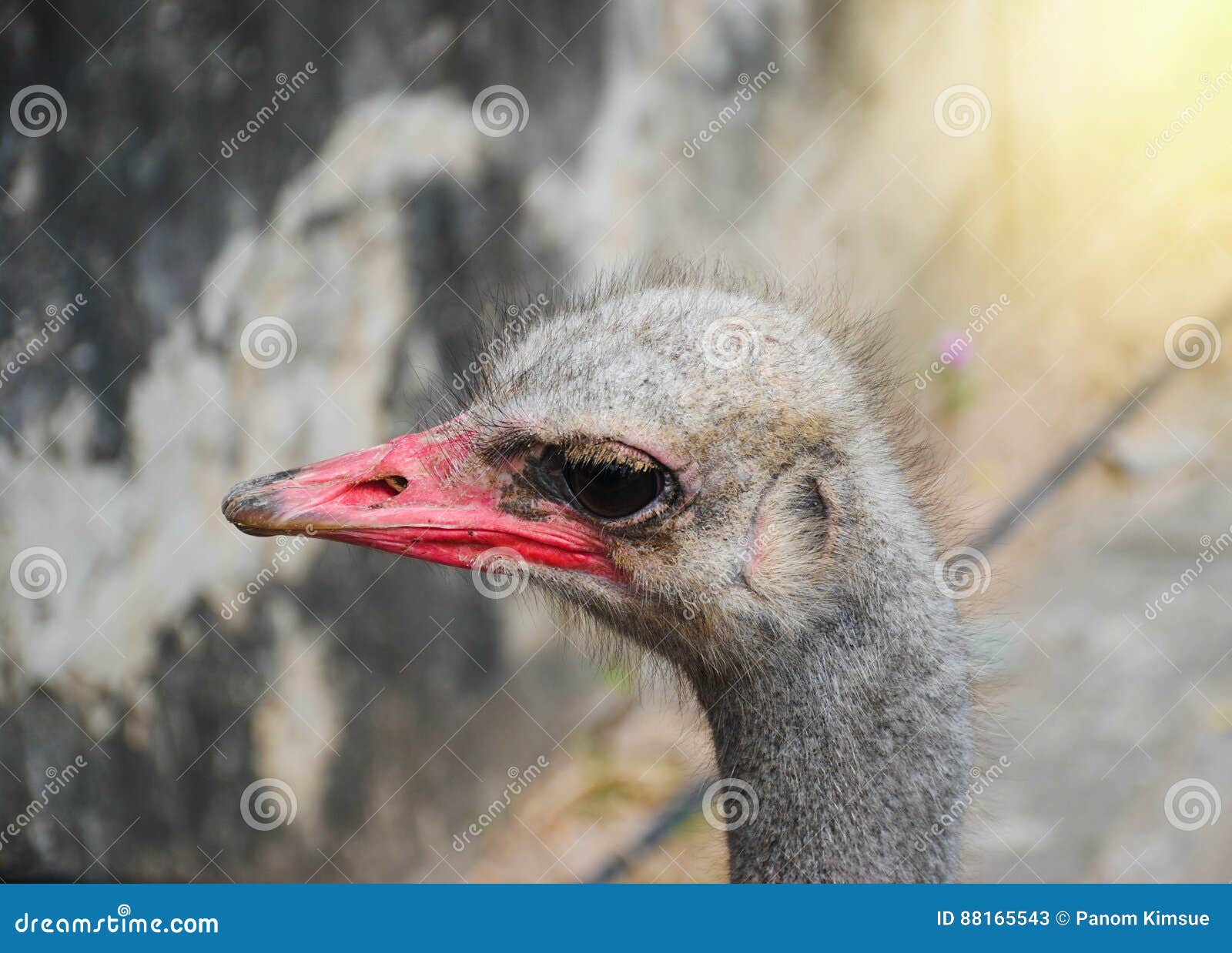 Ostrich Bird Head and Neck Front Portrait in the Park Stock Image ...