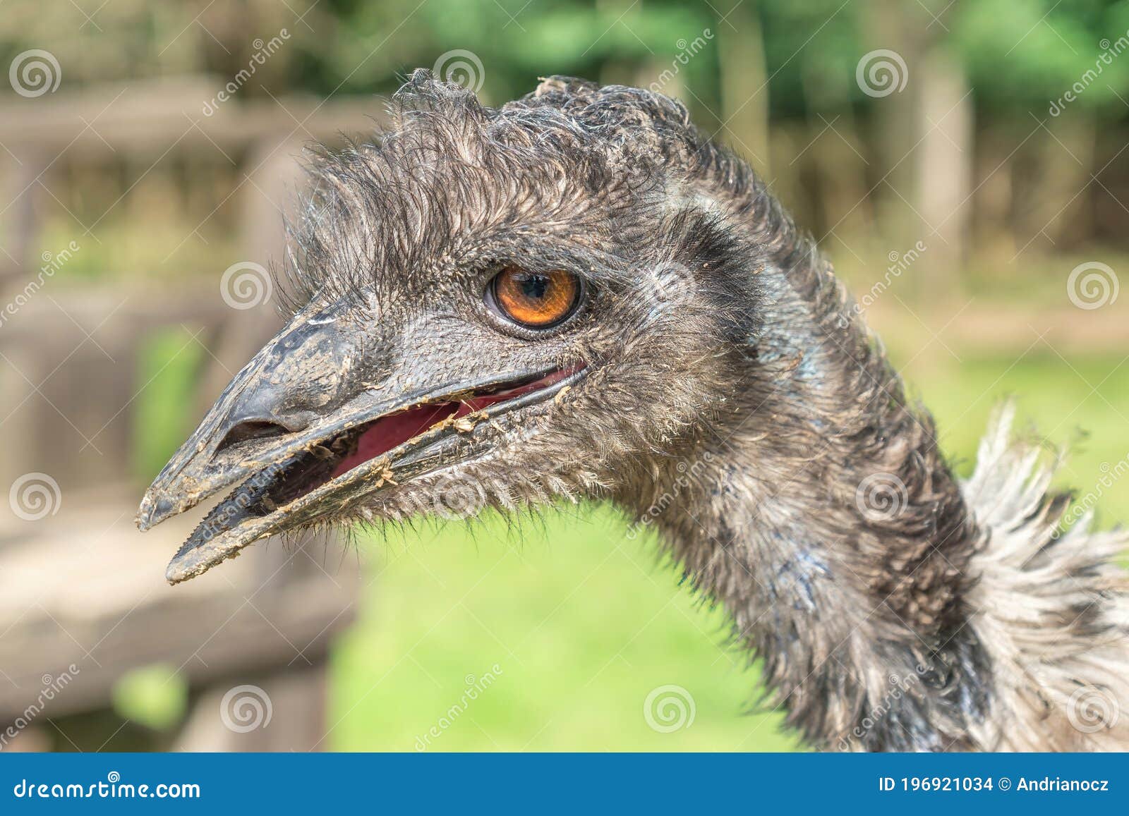 Ostrich Bird Head Profile Portrait Stock Photo - Image of curious ...