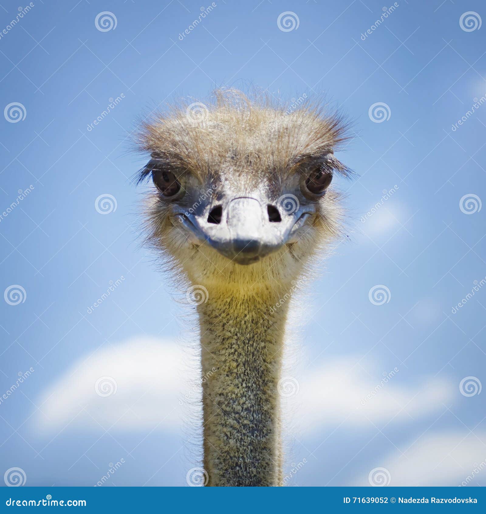 Ostrich Bird stock photo. Image of africa, beak, nature - 71639052