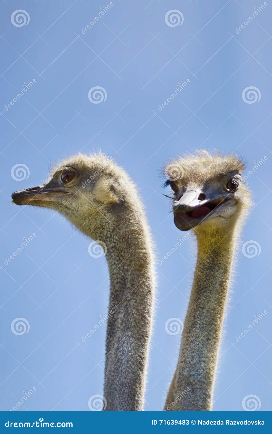 Ostrich Bird stock image. Image of beak, wild, bird, farm - 71639483
