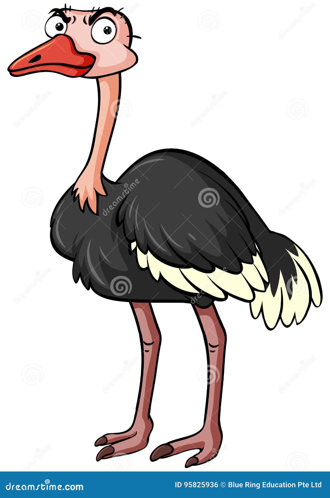 Angry Ostrich Close Up Close Up Ostrich Head Struthio Camelus Royalty ...