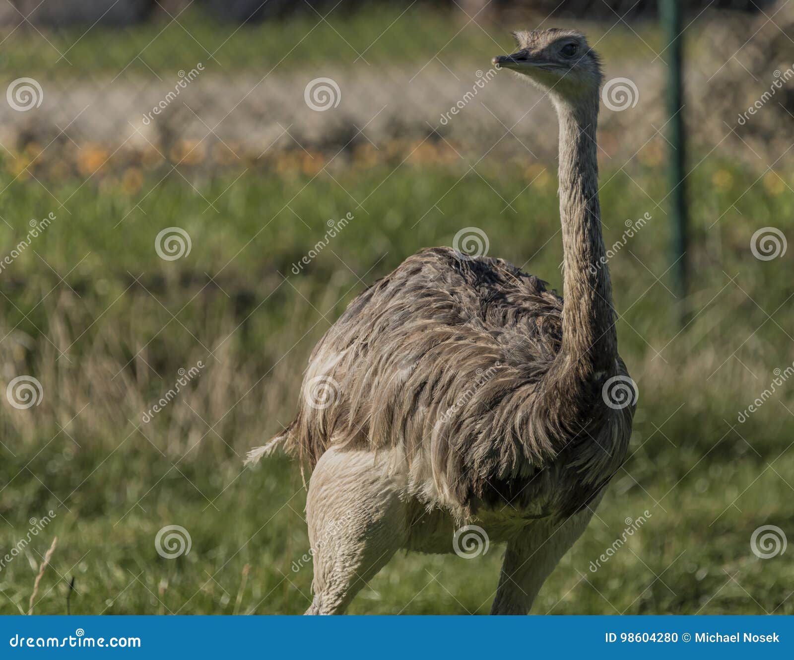 Ostrich Birds on Green Grass with Sun Light Stock Photo - Image of ...