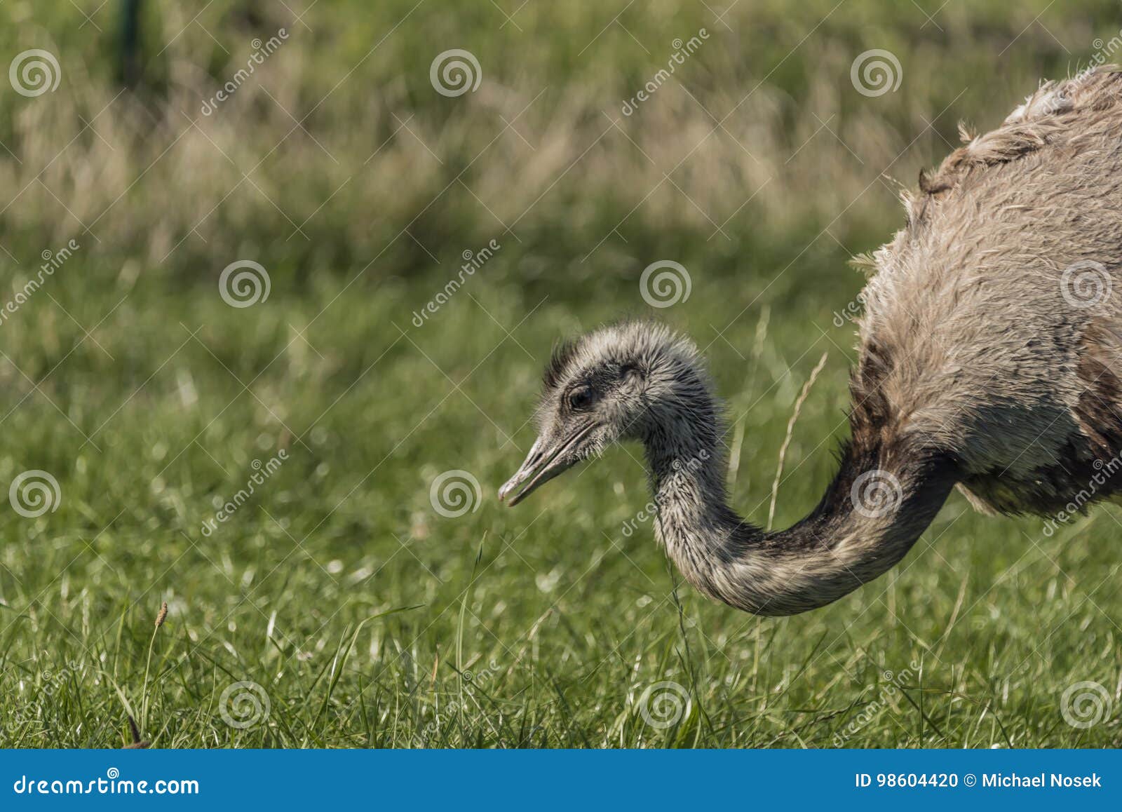 Ostrich Birds on Green Grass with Sun Light Stock Photo - Image of ...