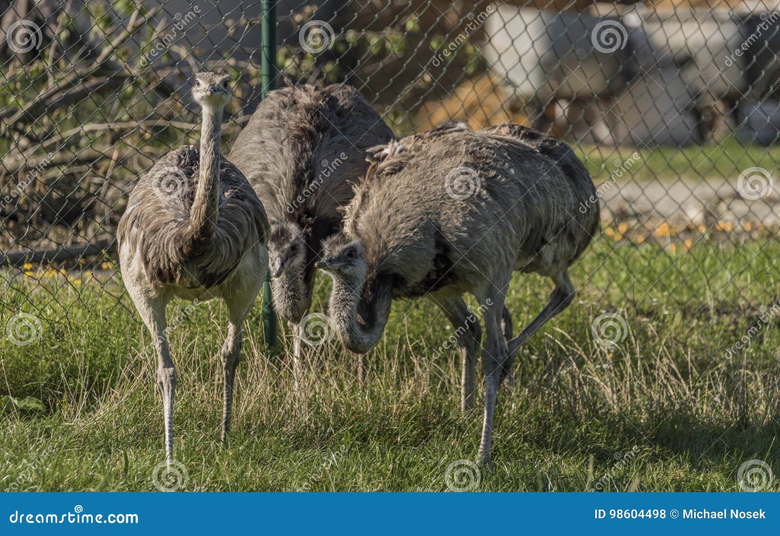 Ostrich Birds on Green Grass with Sun Light Stock Photo - Image of ...