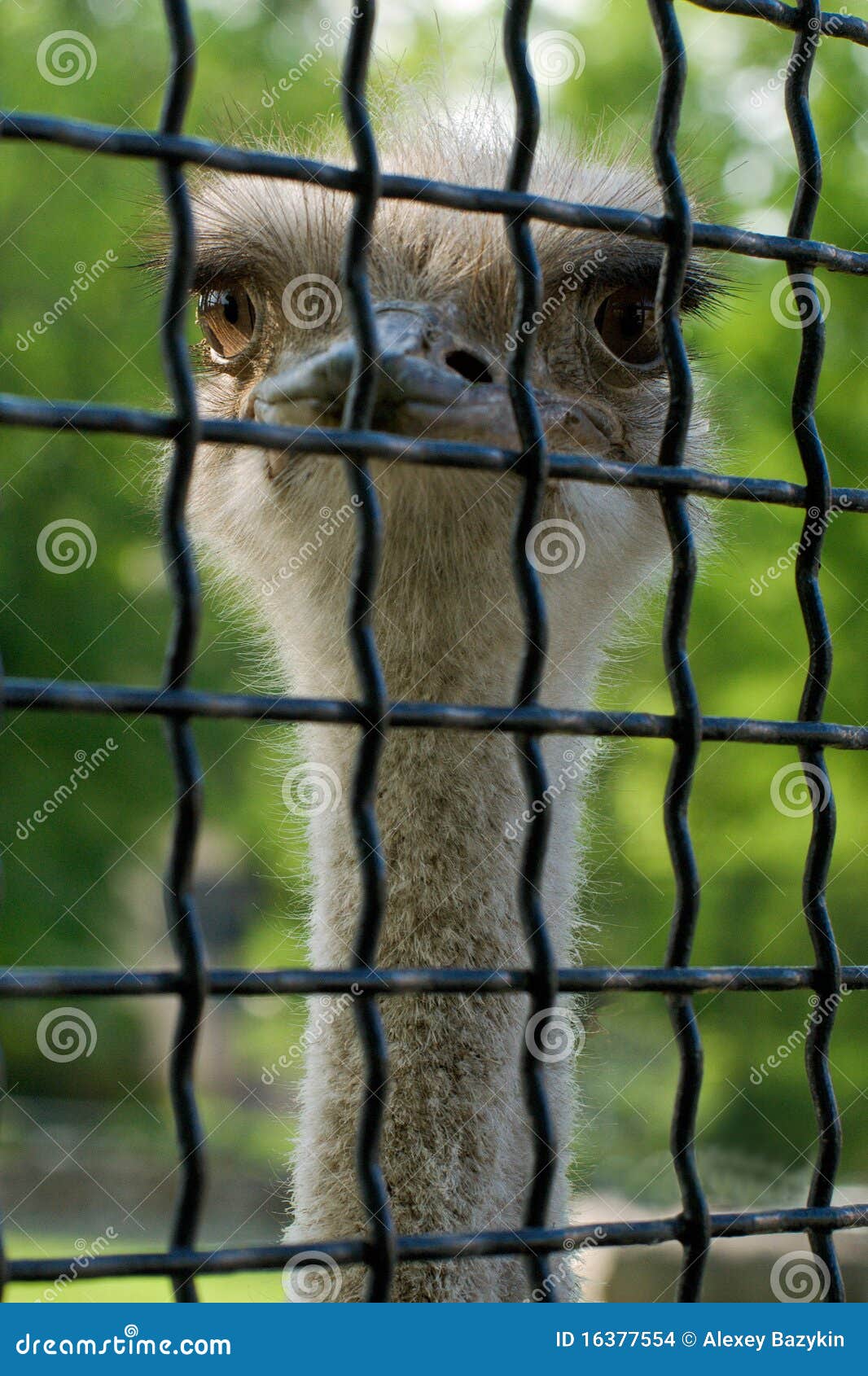 Ostrich in a cage stock photo. Image of foliage, leaves - 16377554