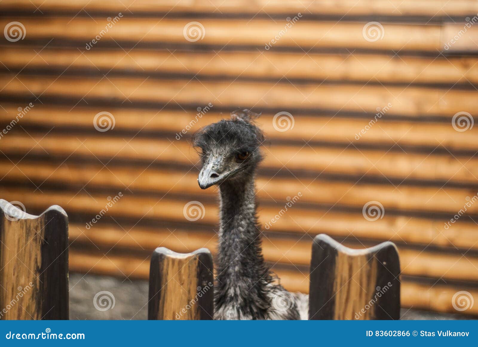 The ostrich in the cage stock photo. Image of eyes, black - 83602866