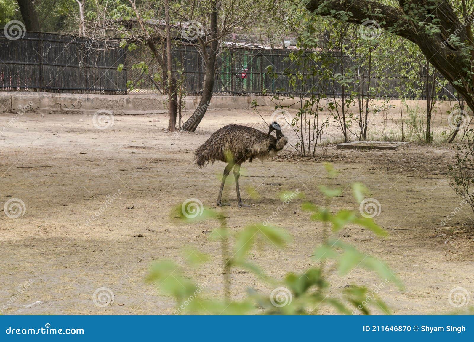 A Ostrich in Cage in Delhi Zoo Stock Photo - Image of cheerful, india ...