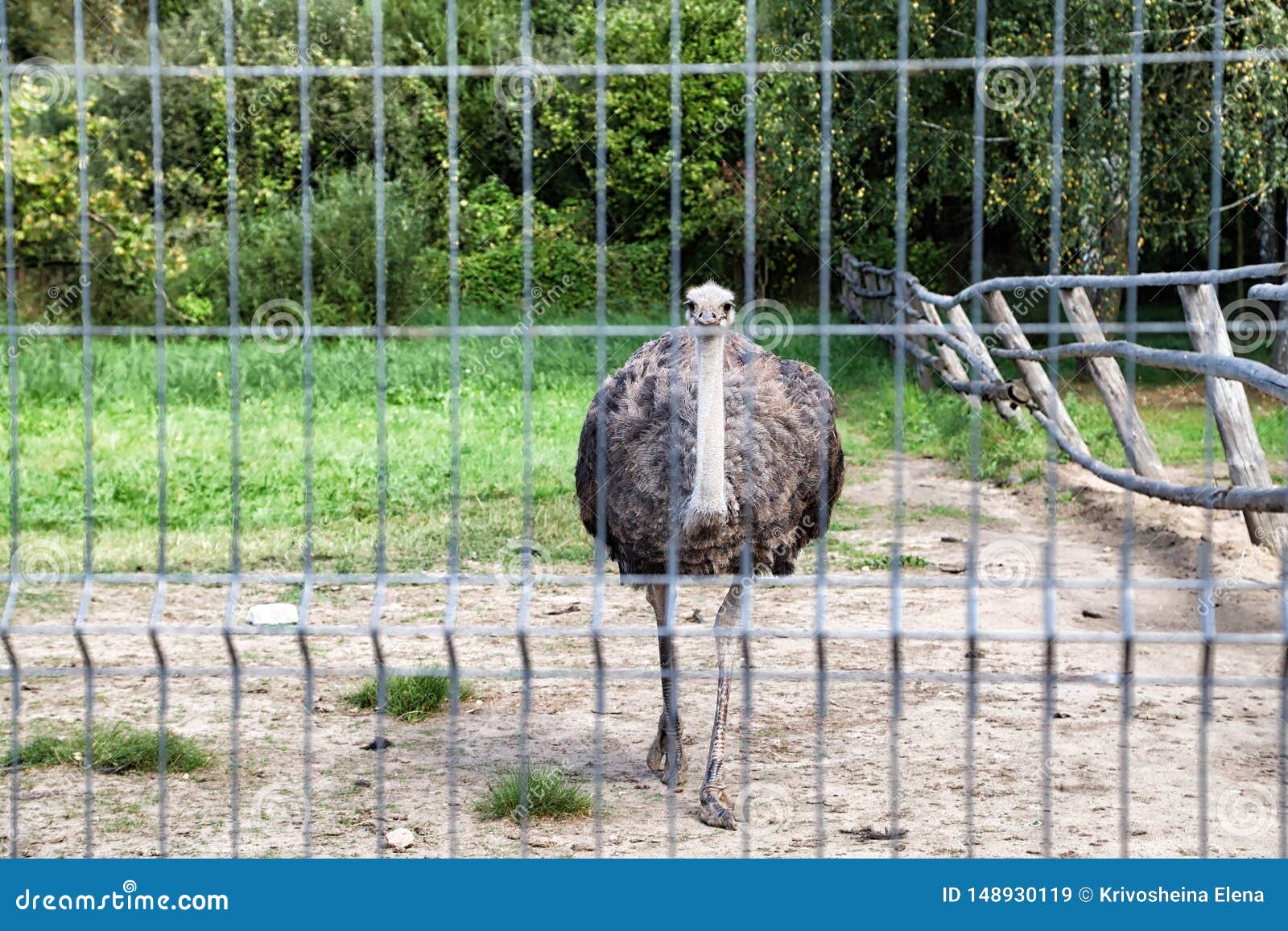 Ostrich in a Cage and Greenery Behind Him on a Summer Day Stock Image ...
