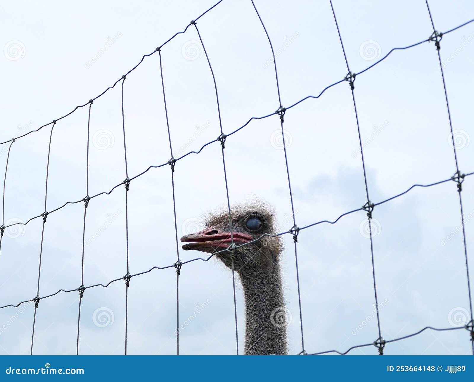 Ostrich in cage stock photo. Image of blue, ostric, isolated - 253664148