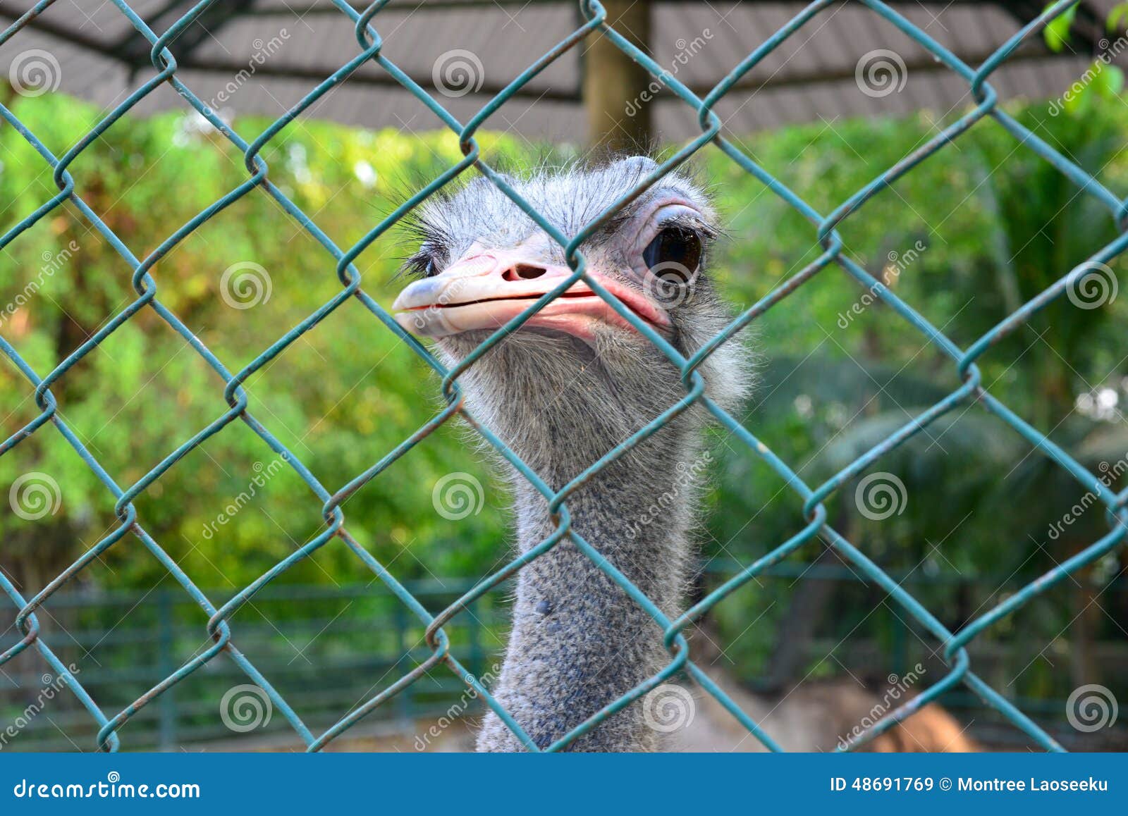 A ostrich in cage stock image. Image of agile, expression - 48691769