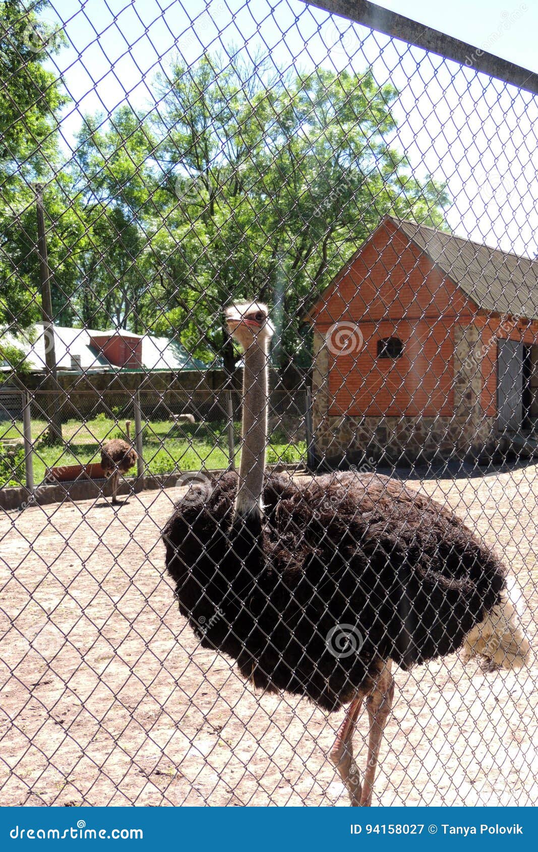 The ostrich in the cage editorial photography. Image of ostrichhead ...