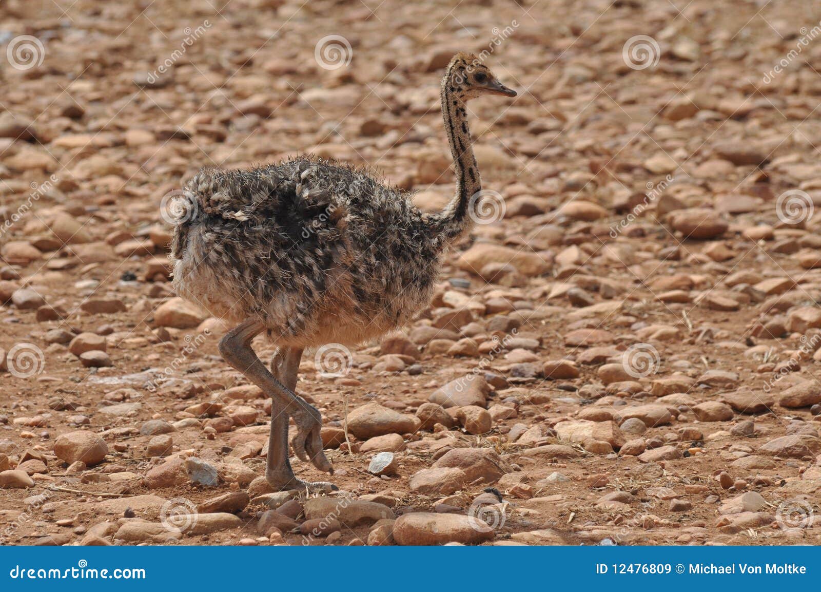Ostrich chick stock image. Image of feathers, travel - 12476809