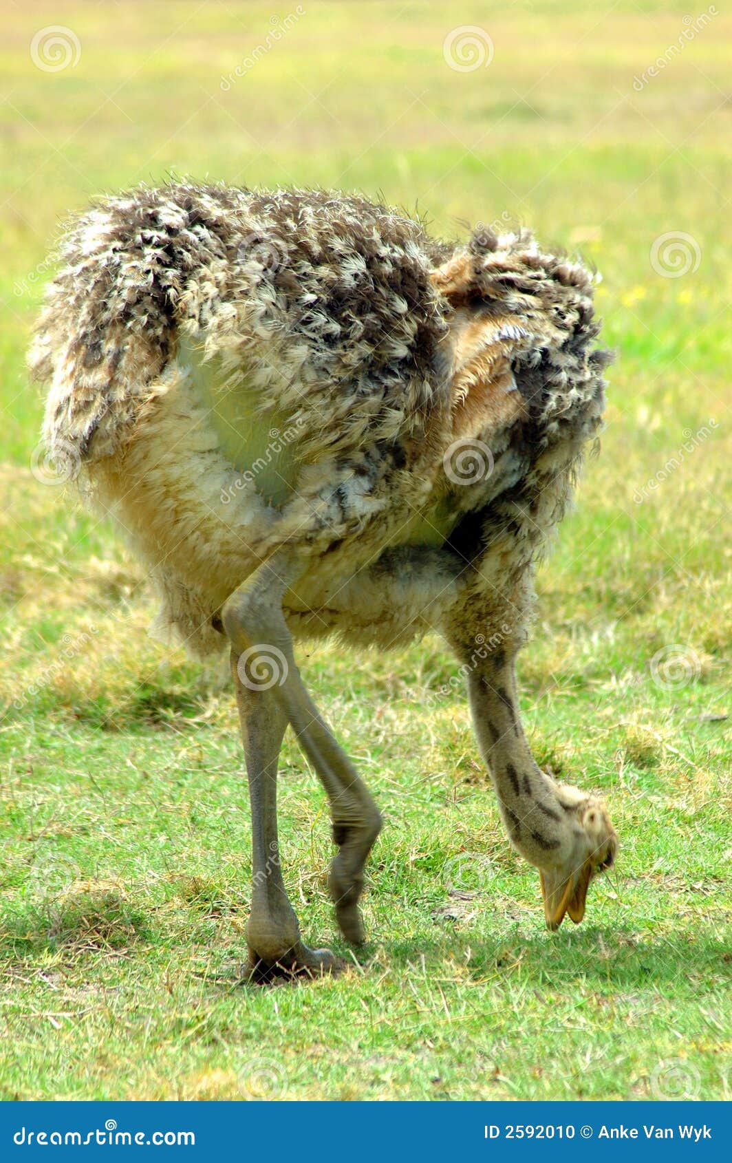 Ostrich chick stock photo. Image of animals, birds, african - 2592010