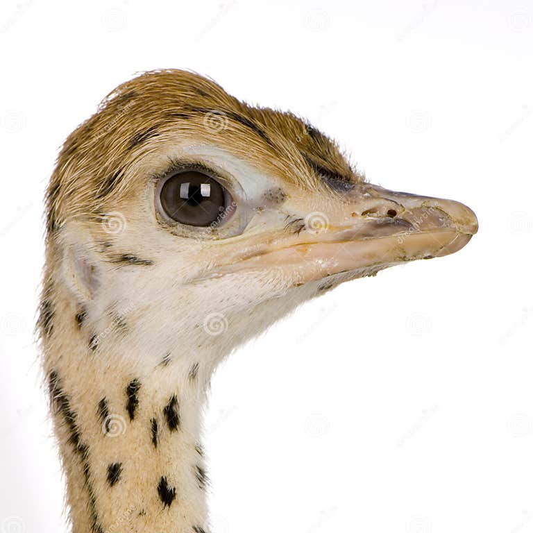 Ostrich Chick stock photo. Image of head, hatchling, born - 2779818