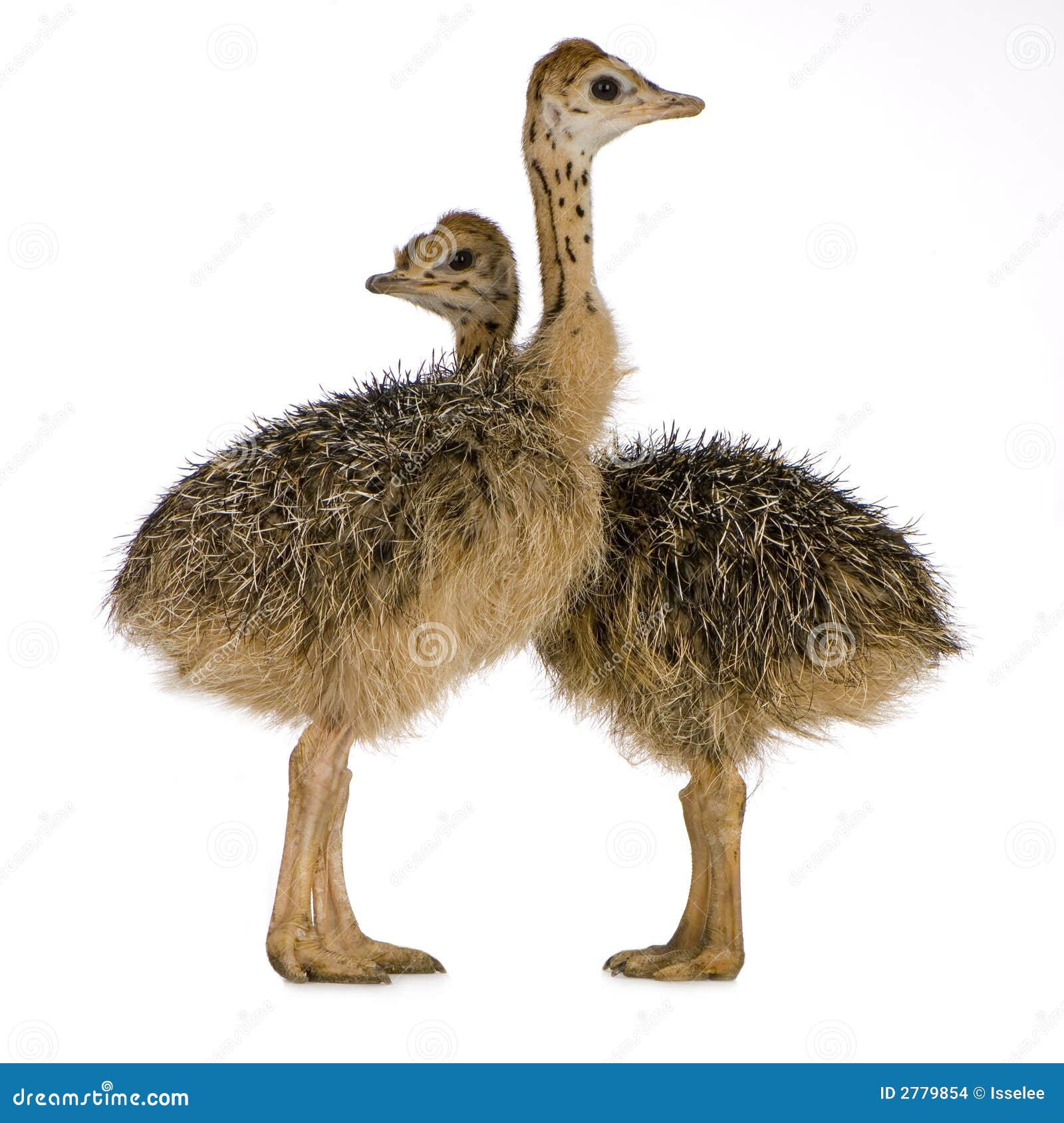 Ostrich Chick stock photo. Image of wildlife, chick, familly - 2779854