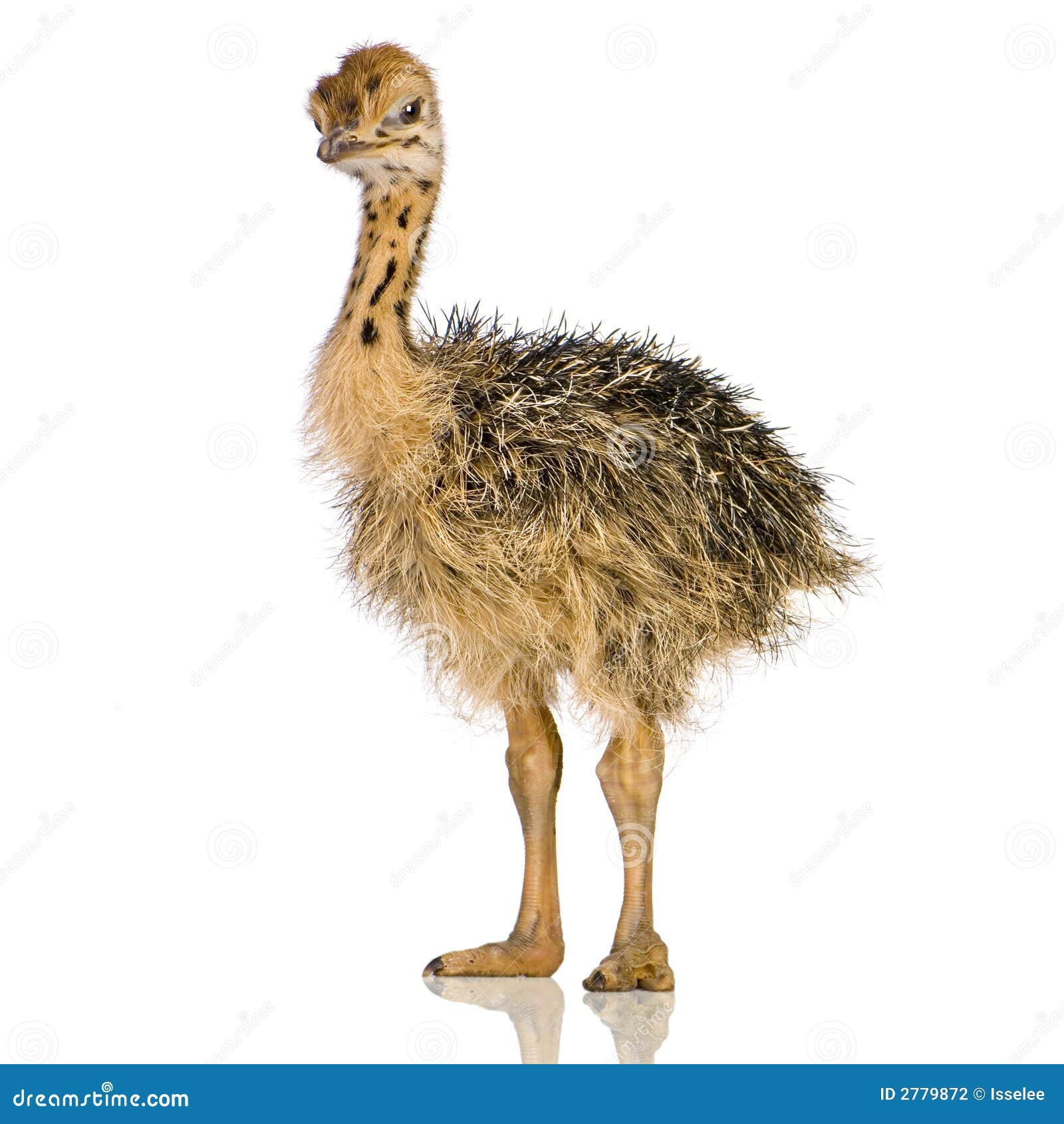 Ostrich Chick stock photo. Image of poultry, staring, pair - 2779872