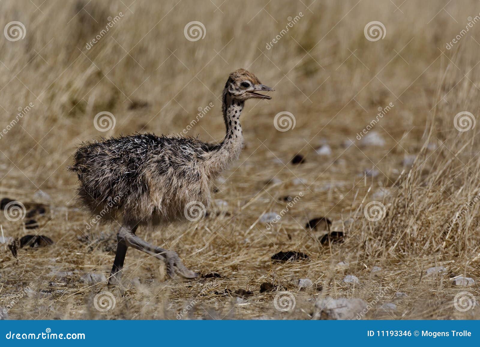 Ostrich chick, Namibia stock photo. Image of safari, etosha - 11193346