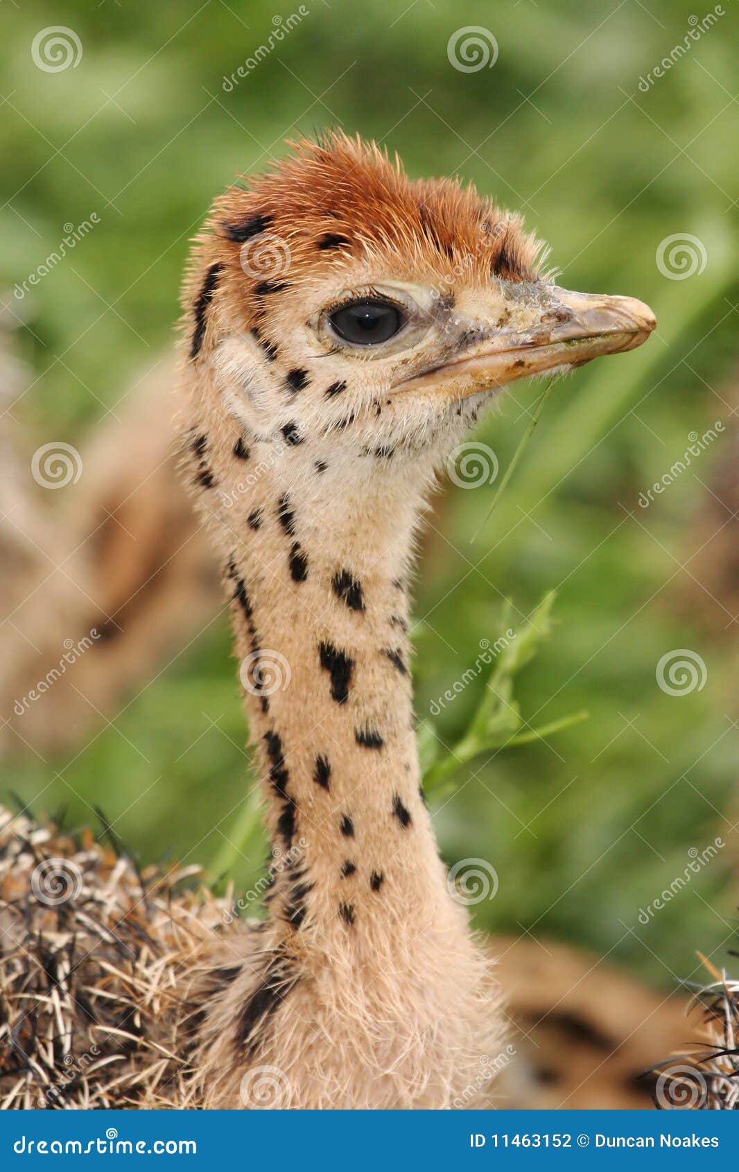 Ostrich Chick Portrait stock photo. Image of hatchling - 11463152