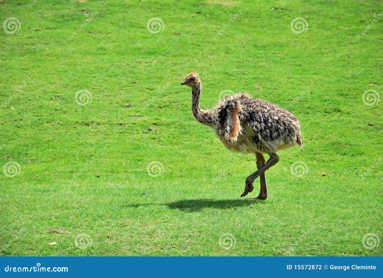 4,863 Ostrich Grass Photos - Free & Royalty-Free Stock Photos from ...
