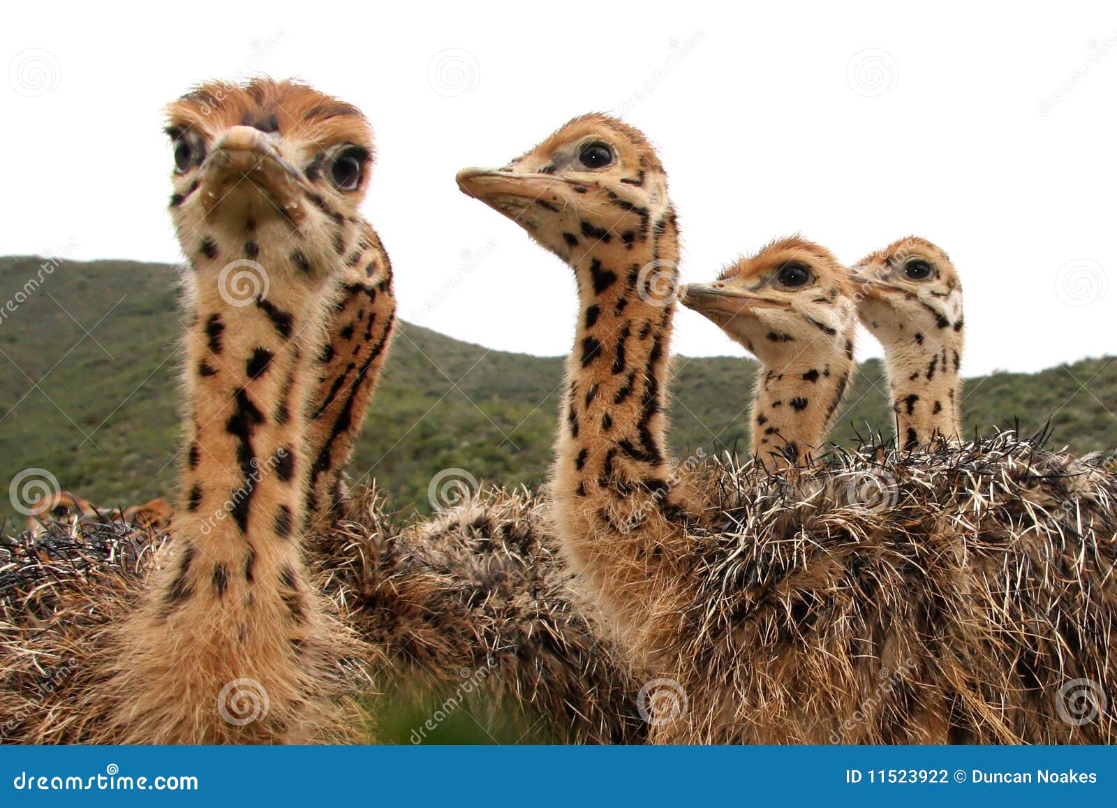 Ostrich Chicks stock photo. Image of beak, fowl, numerous - 11523922
