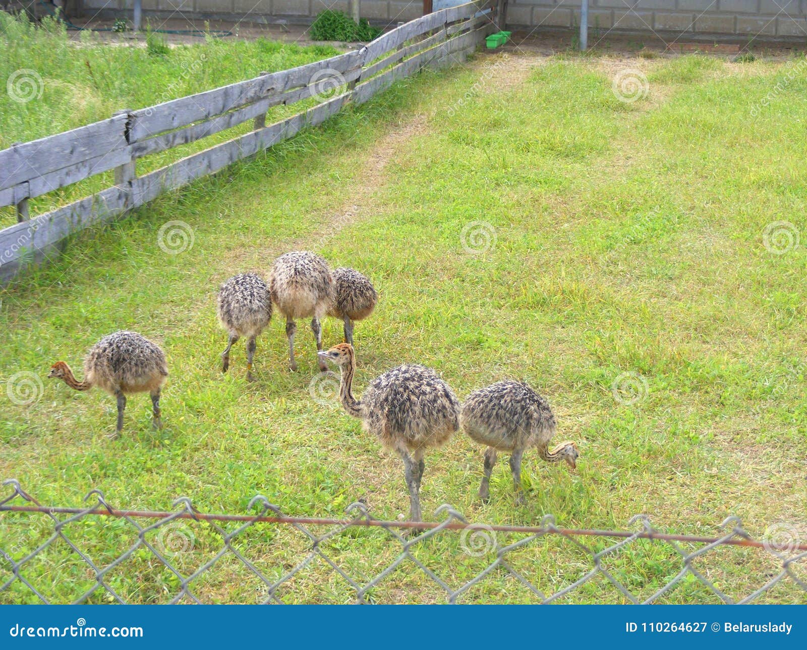 Ostrich Chicks in Group on Farm, Ostrich Farming Stock Image - Image of ...