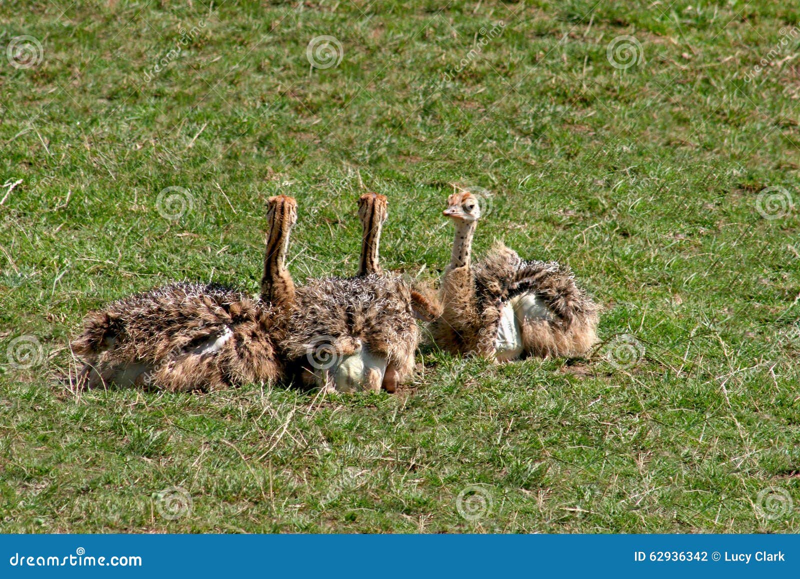 Ostrich Chicks stock photo. Image of animal, nature, chicks - 62936342