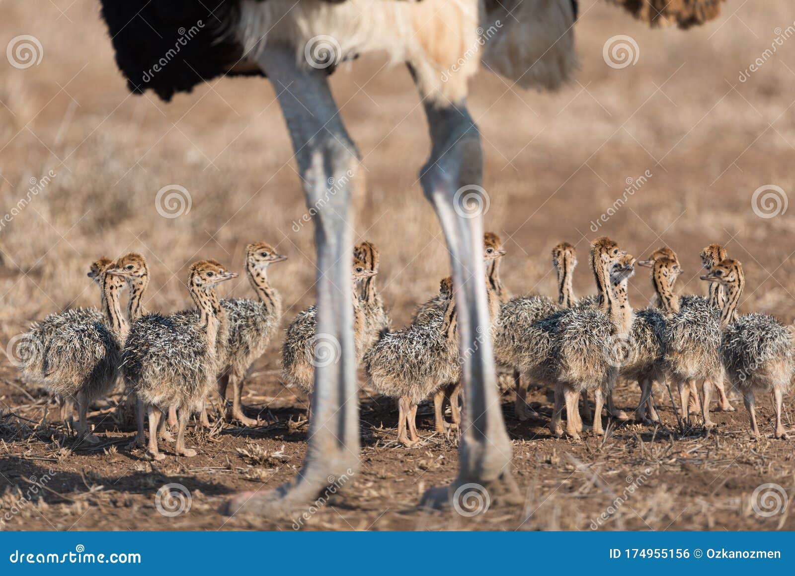 Ostrich with chicks stock photo. Image of south, conservation - 174955156
