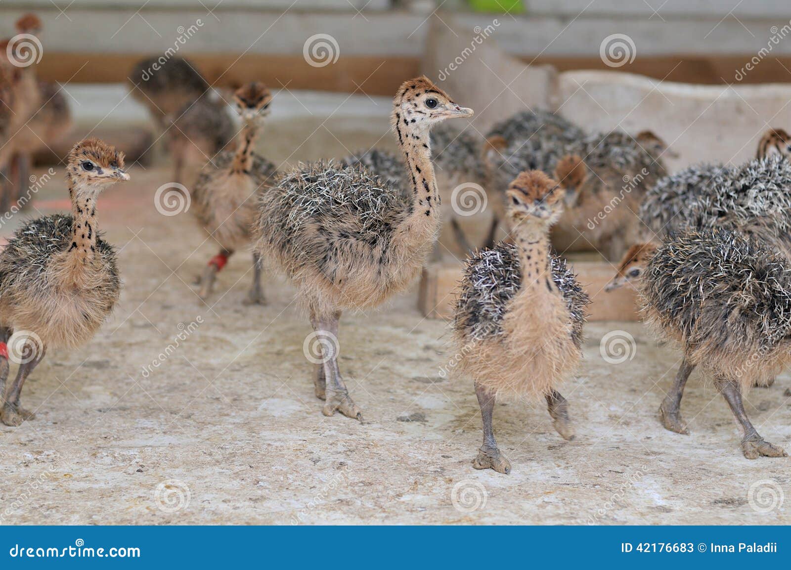 Ostrich children stock image. Image of legs, bird, field - 42176683