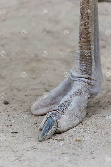 Ostrich claws stock image. Image of breed, bone, hair - 47578545