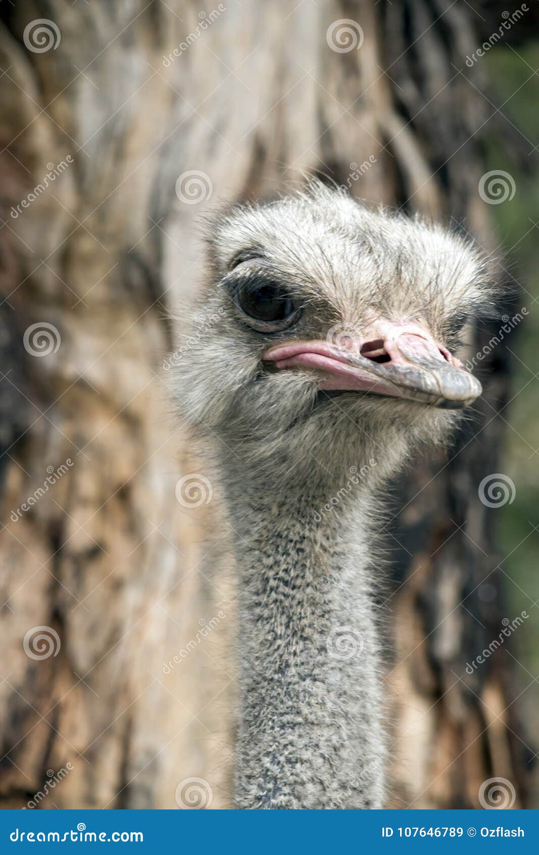 Ostrich close up stock image. Image of large, close - 107646789