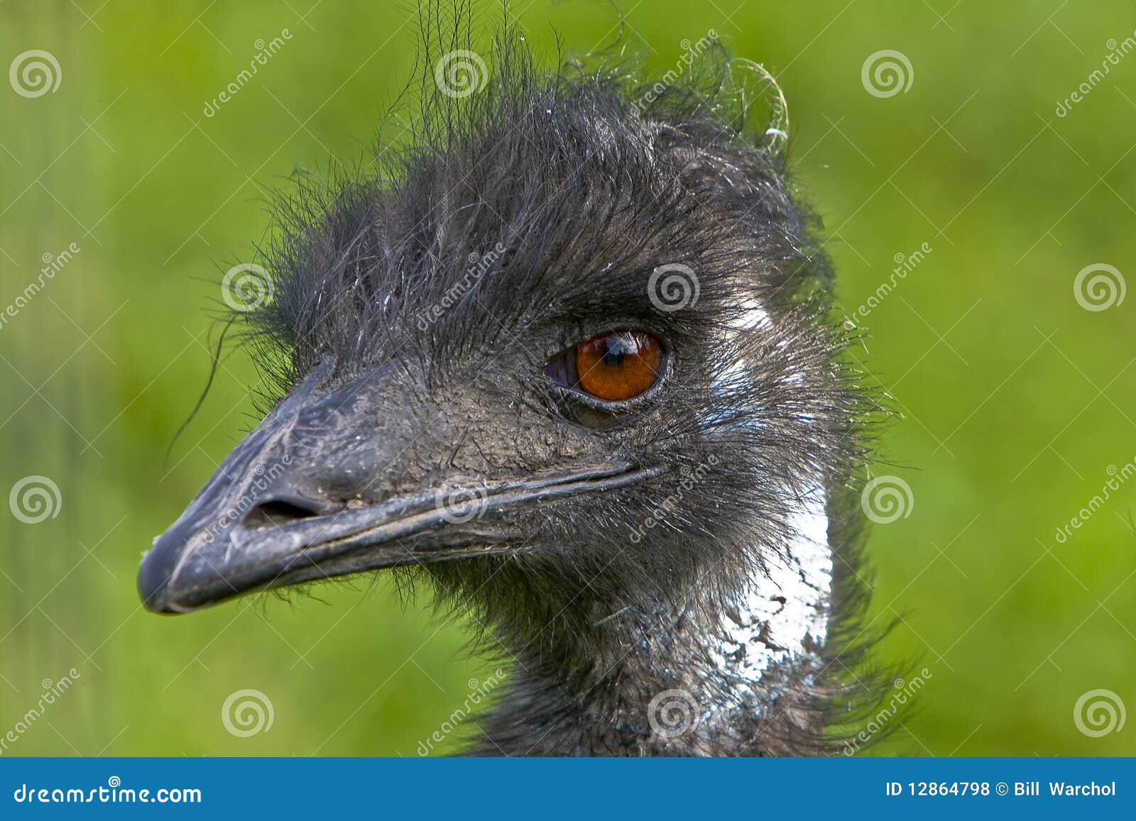 Ostrich - close up stock photo. Image of flying, courtship - 12864798