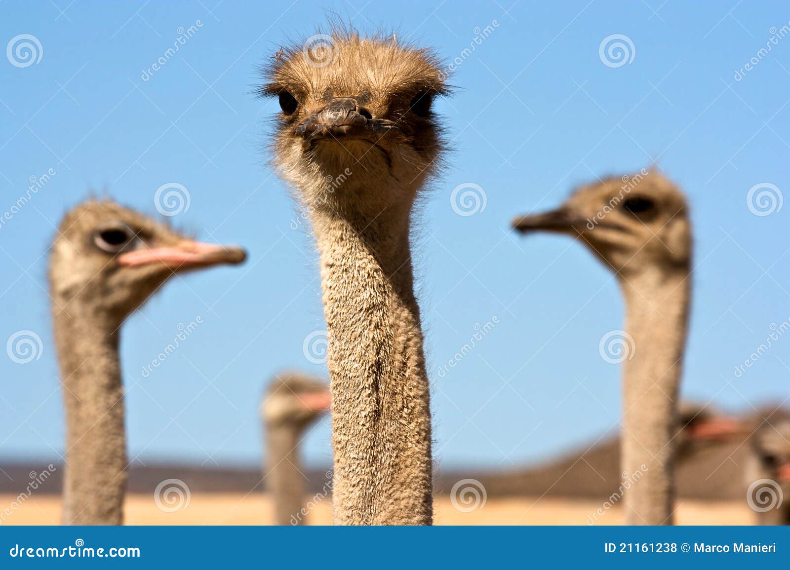Ostrich close up stock photo. Image of head, safari, yelling - 21161238