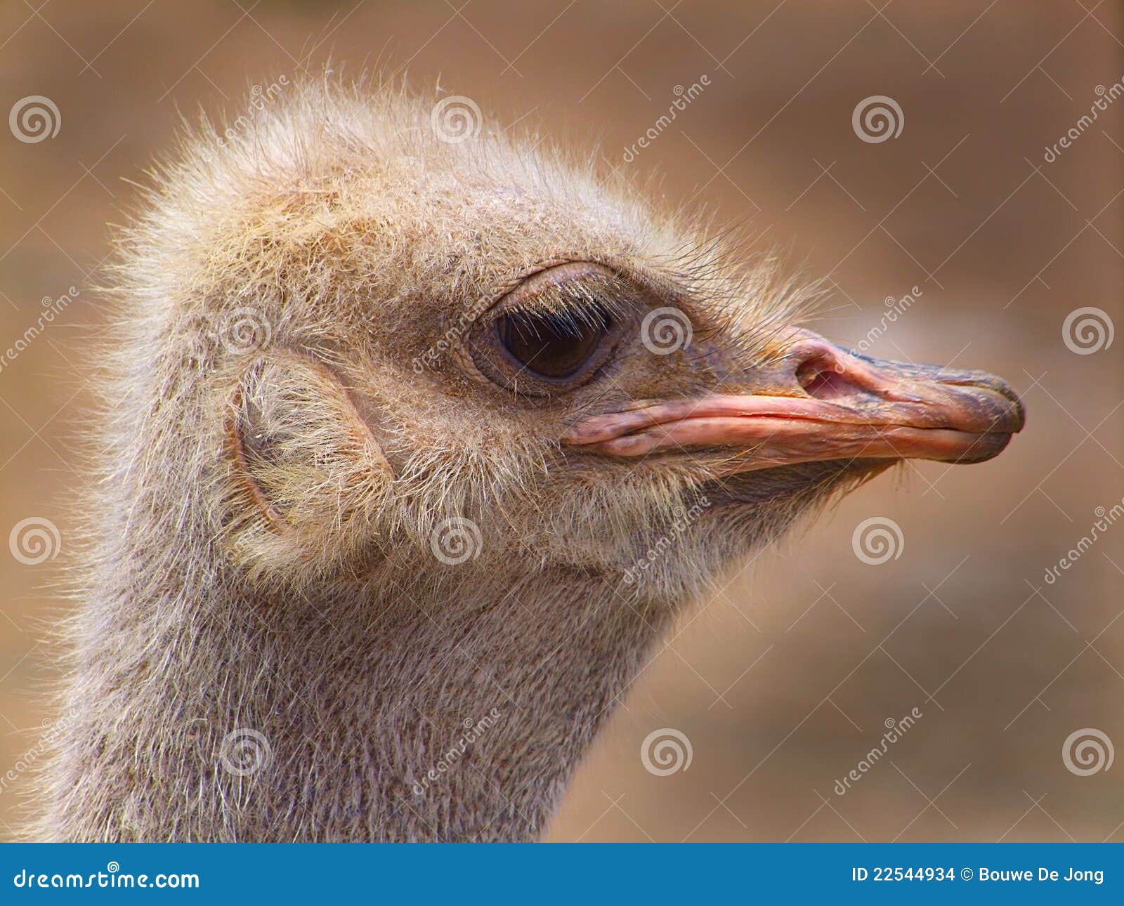 Ostrich close-up stock photo. Image of cura, farm, bill - 22544934