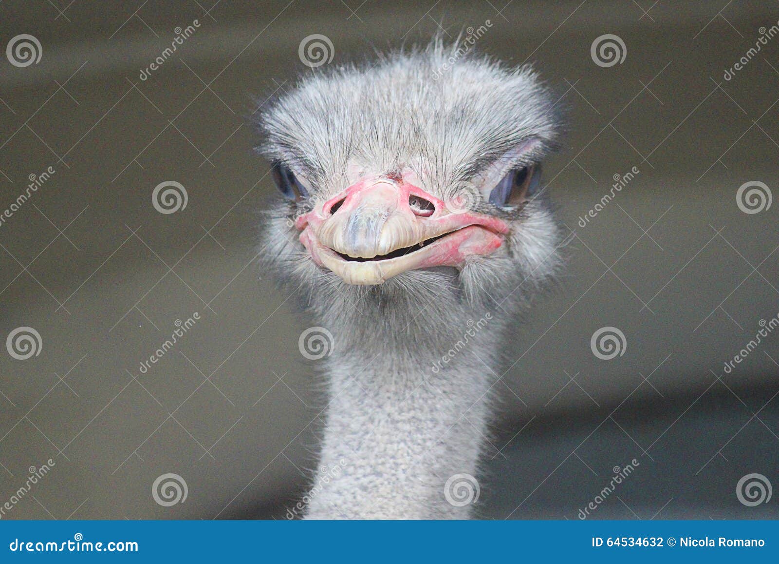 Ostrich close-up stock photo. Image of nature, bird, wild - 64534632