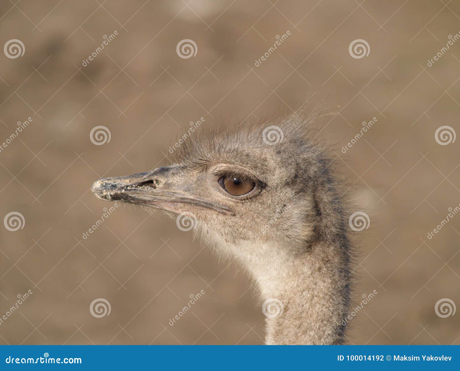Ostrich close-up stock photo. Image of ghanaian, wild - 100014192