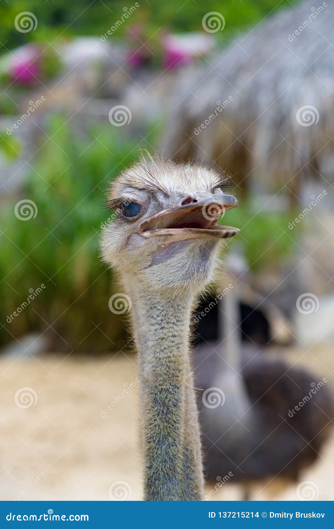 Ostrich close up head stock photo. Image of safari, nature - 137215214