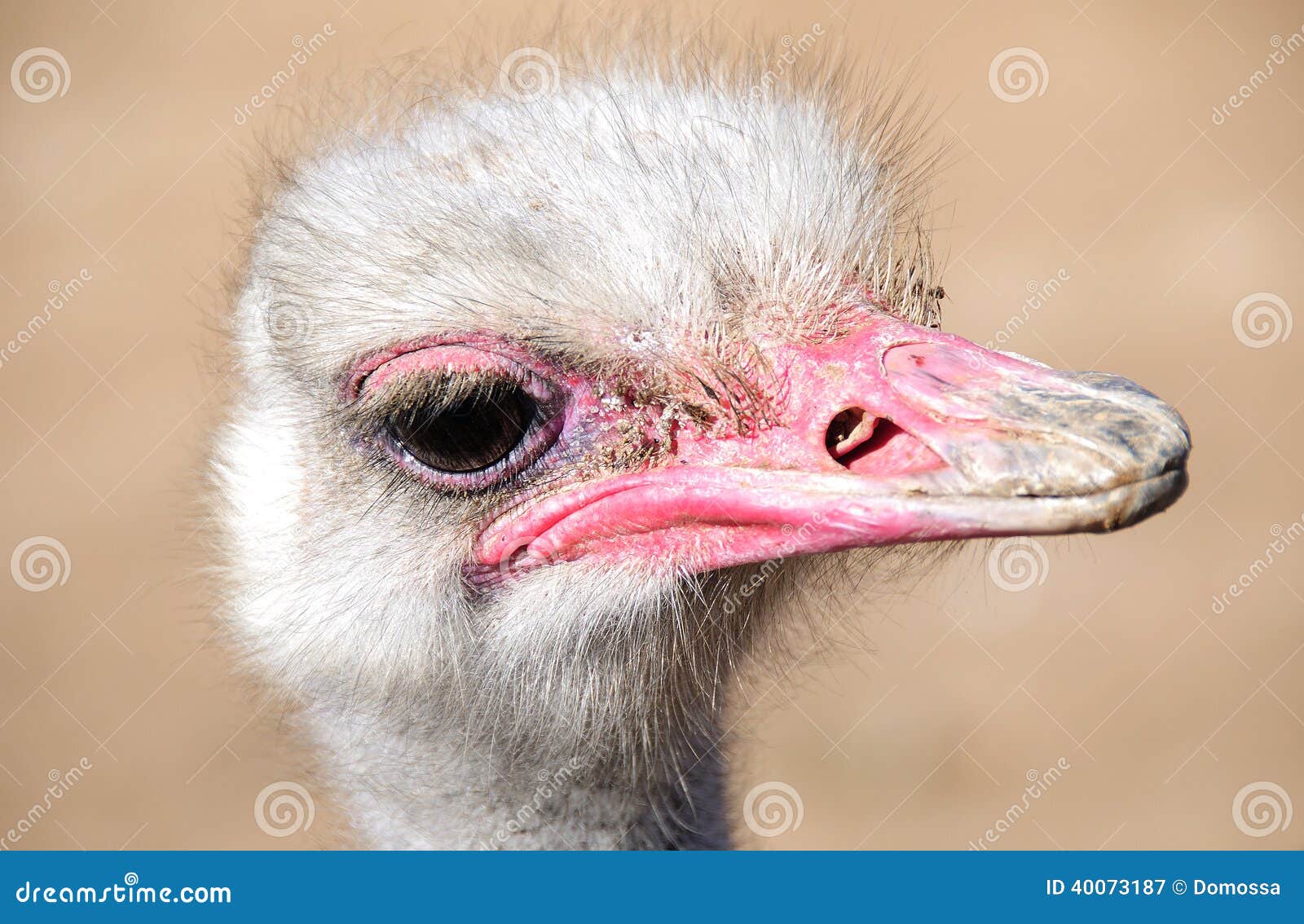 Ostrich close up stock image. Image of background, head - 40073187