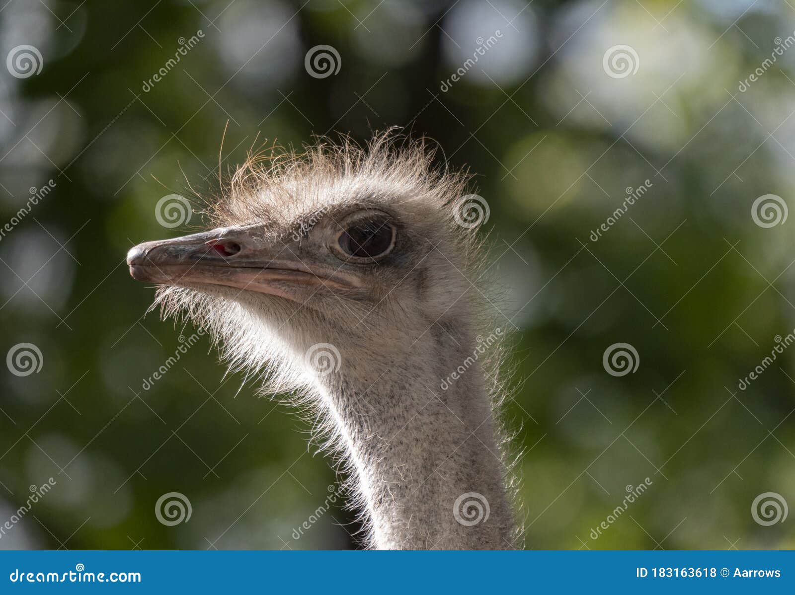 Ostrich Close-up in the Looks Cautiously Around Stock Photo - Image of ...