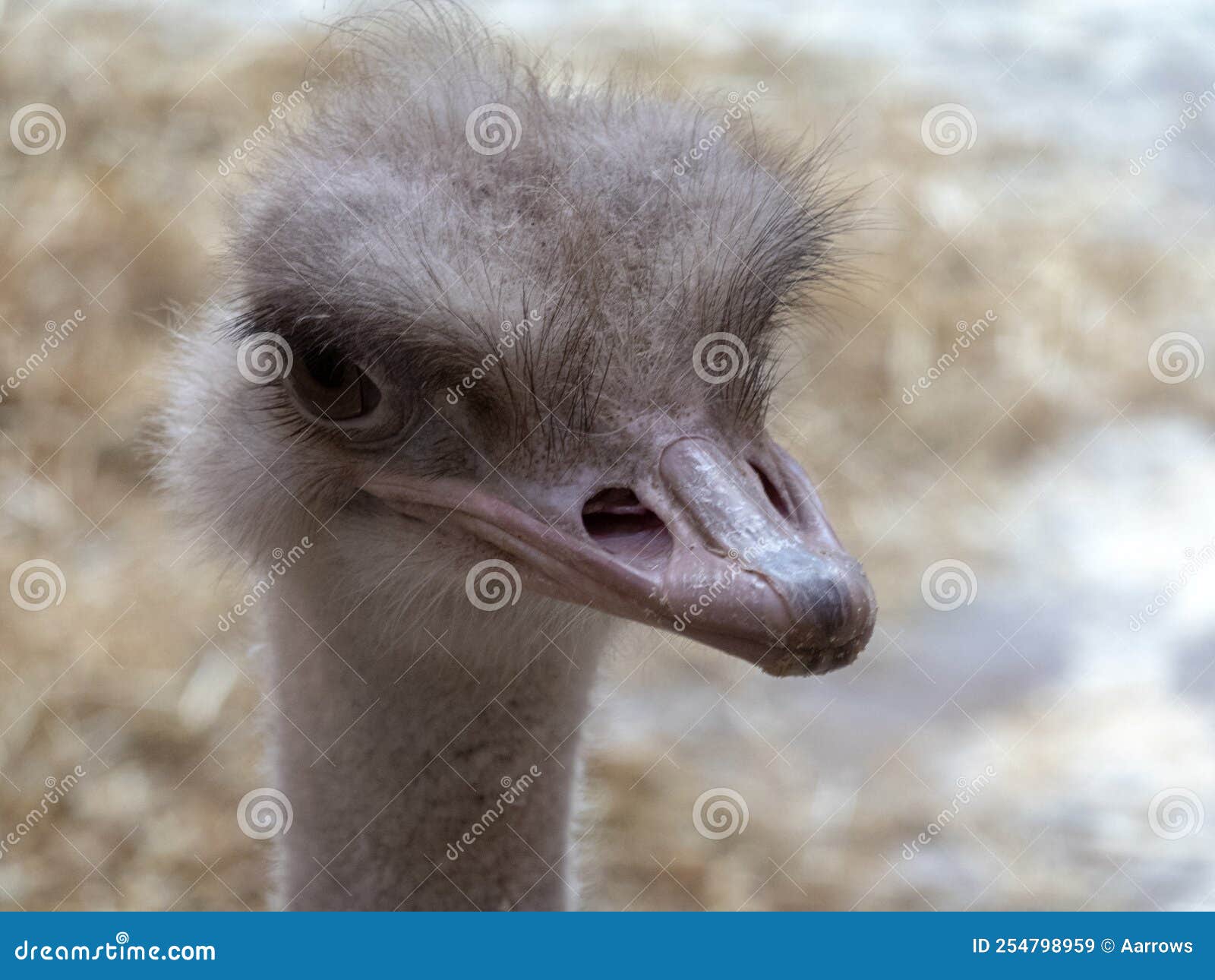 Ostrich Close-up in the Looks Cautiously Around Stock Image - Image of ...