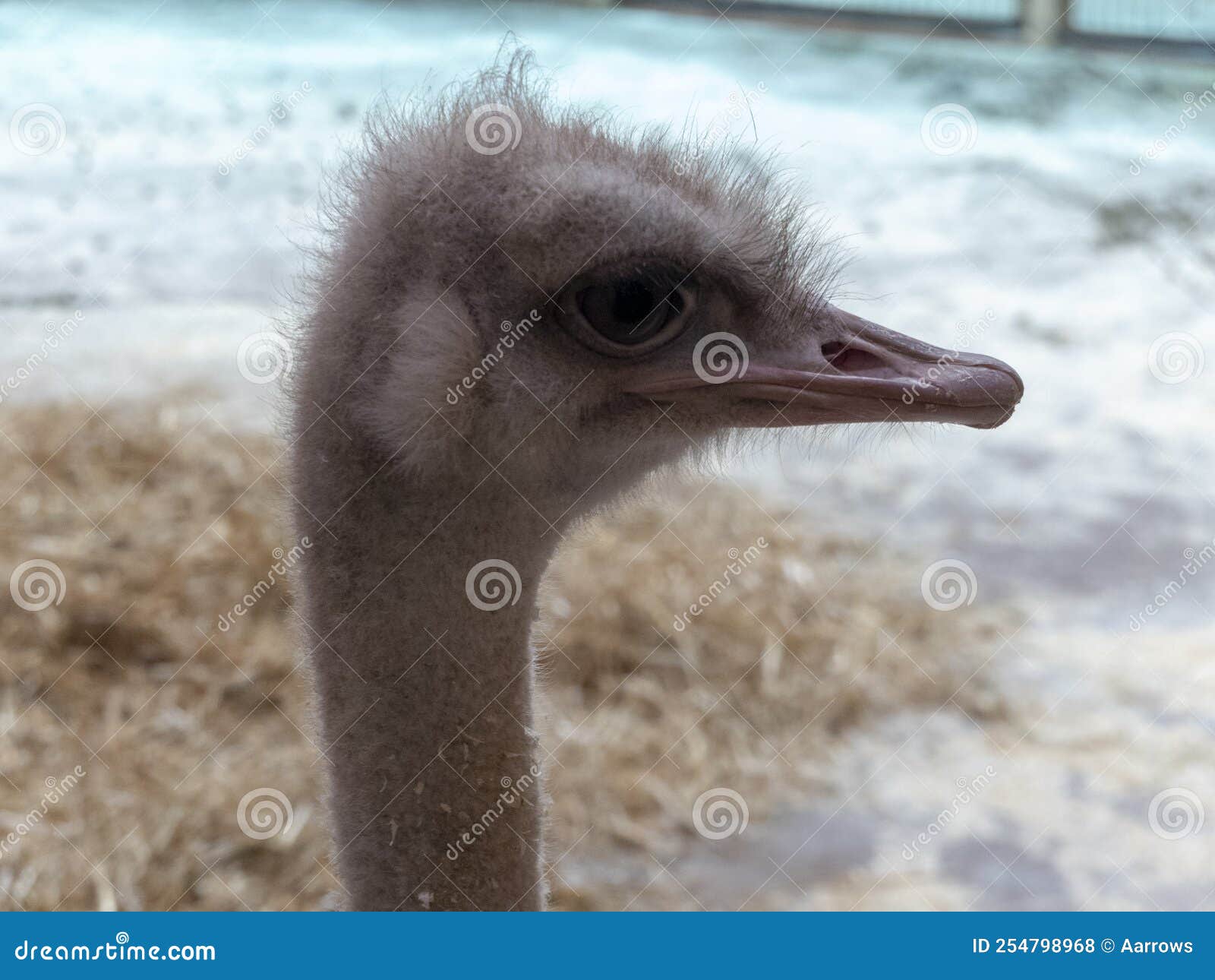 Ostrich Close-up in the Looks Cautiously Around Stock Photo - Image of ...