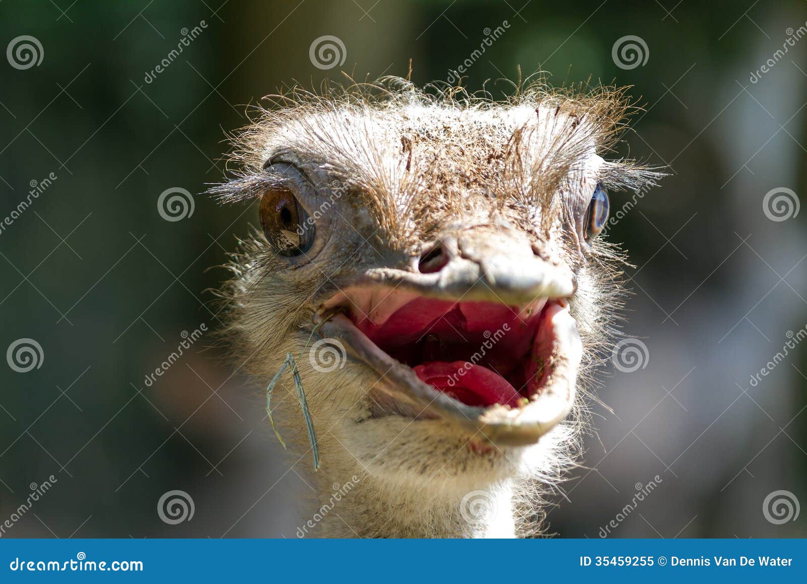 Ostrich close up stock image. Image of close, face, beak - 35459255