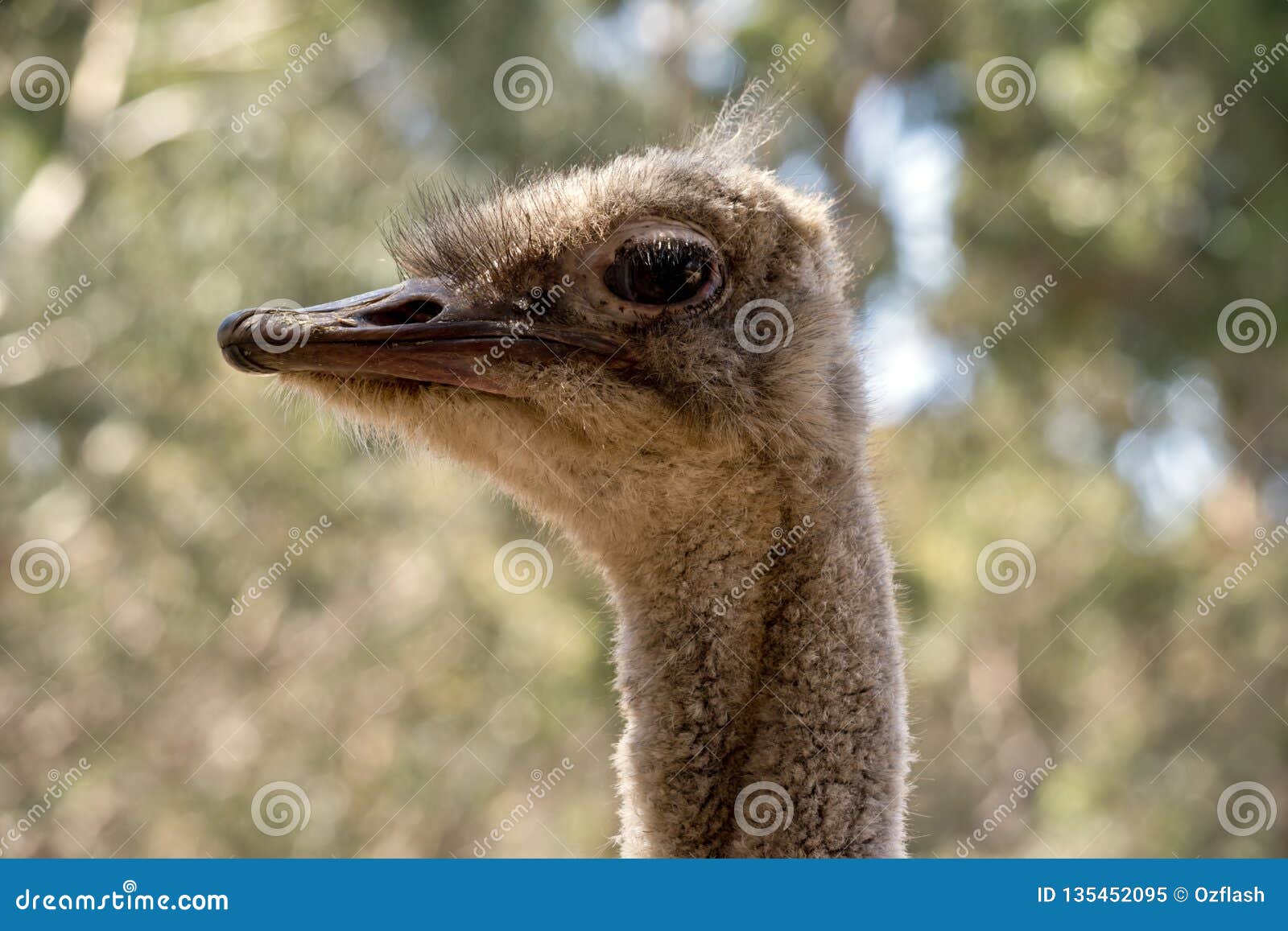 Ostrich close up stock image. Image of close, cilia - 135452095